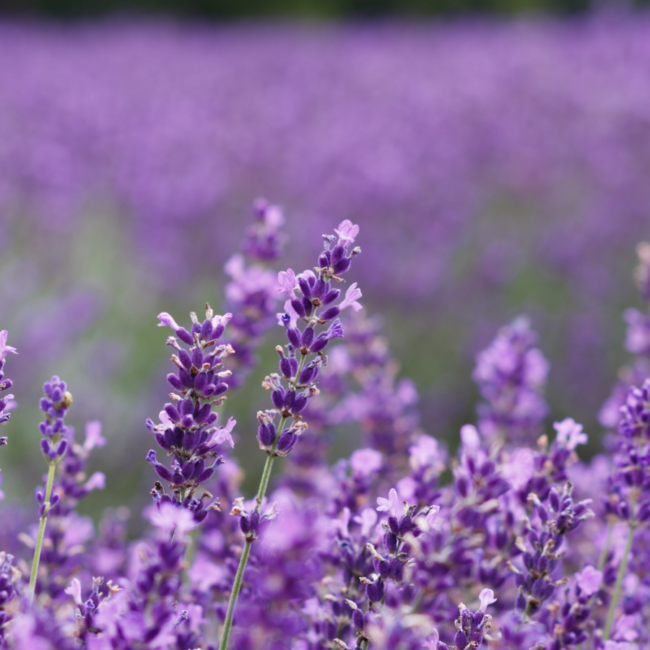 Fragrance: Perfume Layering with Suzy Nightingale - Ancienne Ambiance